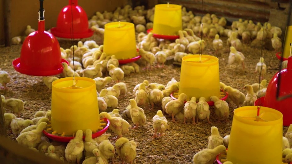 Groups of baby chicks drinking and feeding from containers on poultry ...