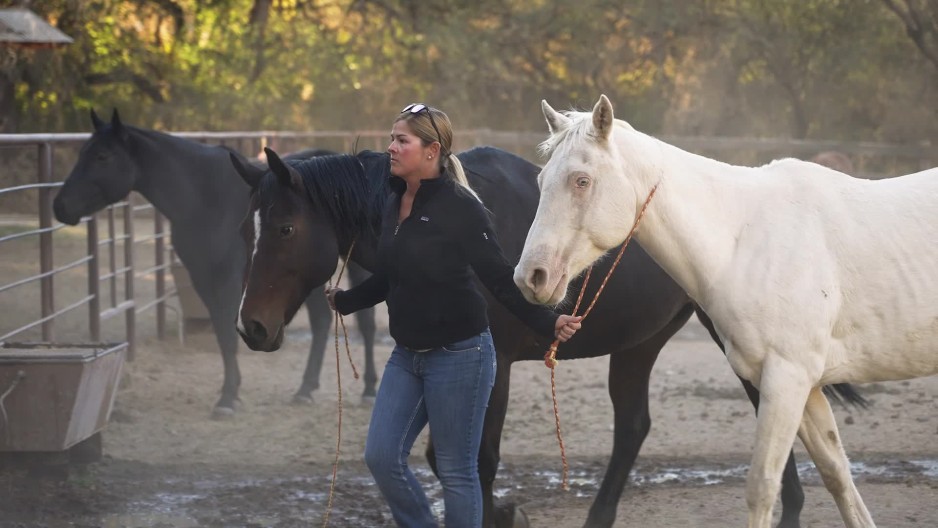 Female guides horses to paddock gate with rope | ClipStock