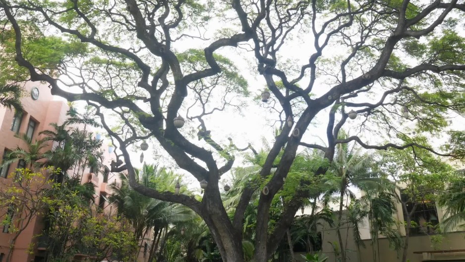 Tilt down to fenced off tree on resort grounds as people walk by ...