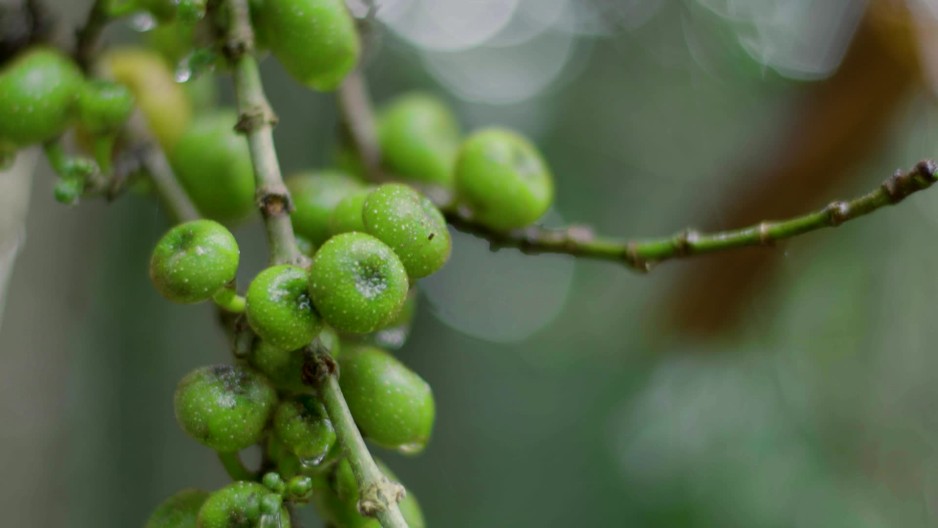Small ficus hispida plant along thin stems in forest | ClipStock
