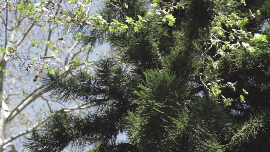 Bristles on branch waving in the wind on tree | ClipStock
