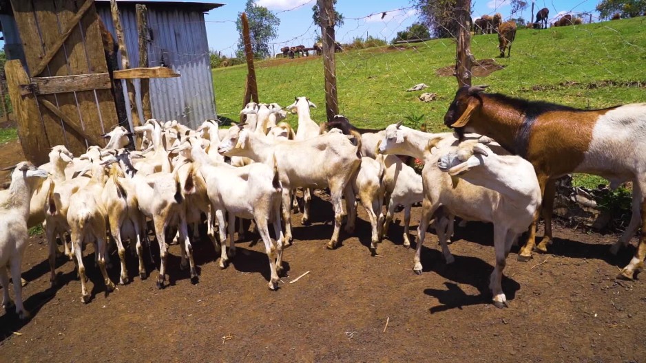 Herd of goats huddled together inside enclosure on farm | ClipStock