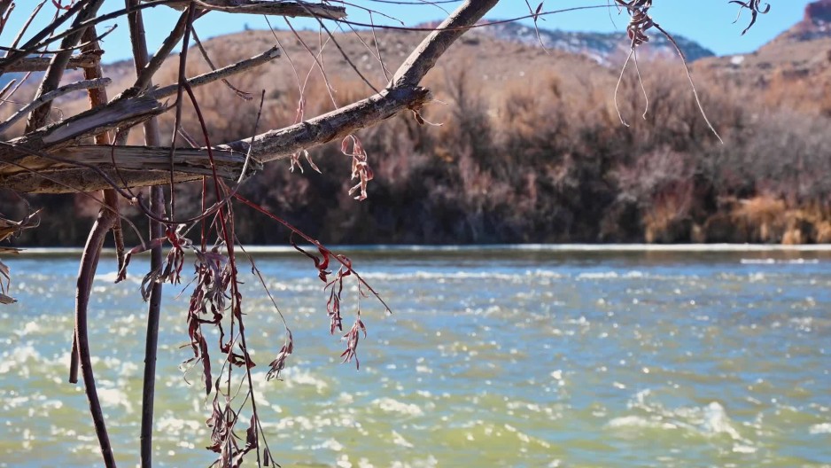 Twigs of bare tree moving with wind as river flows in background on ...