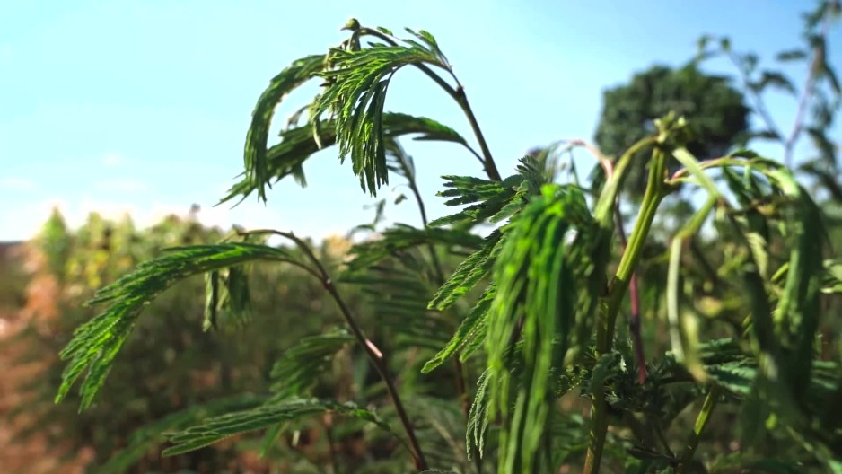 Close up of plants beginning to droop over on farm in countryside of ...