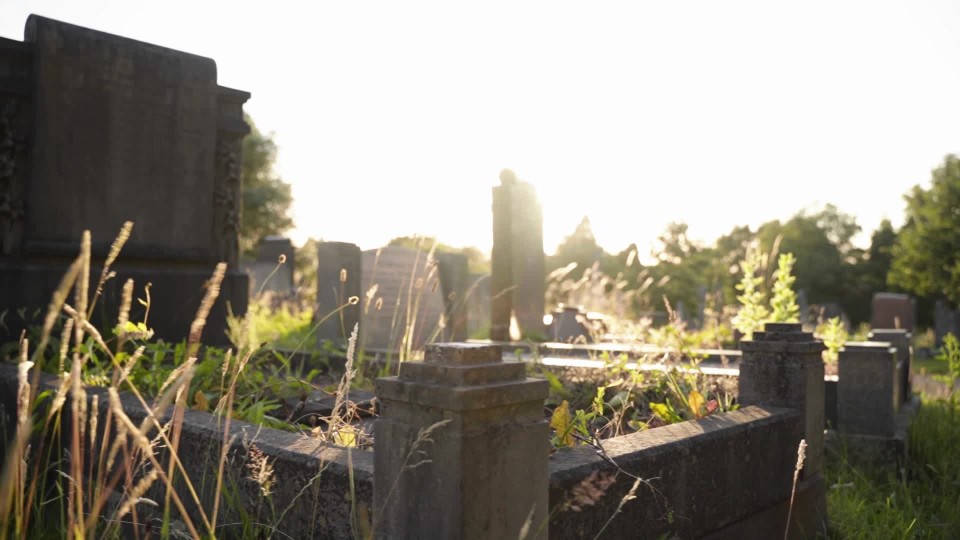 Sun shines through tree branch inside cemetery | ClipStock